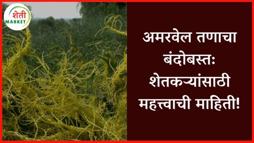 Amarvel अमरवेल तणाचा बंदोबस्त: शेतकऱ्यांसाठी महत्त्वाची माहिती!