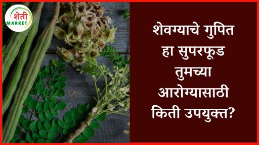 shevga-benefits: शेवग्याचे गुपित हा सुपरफूड तुमच्या आरोग्यासाठी किती ...